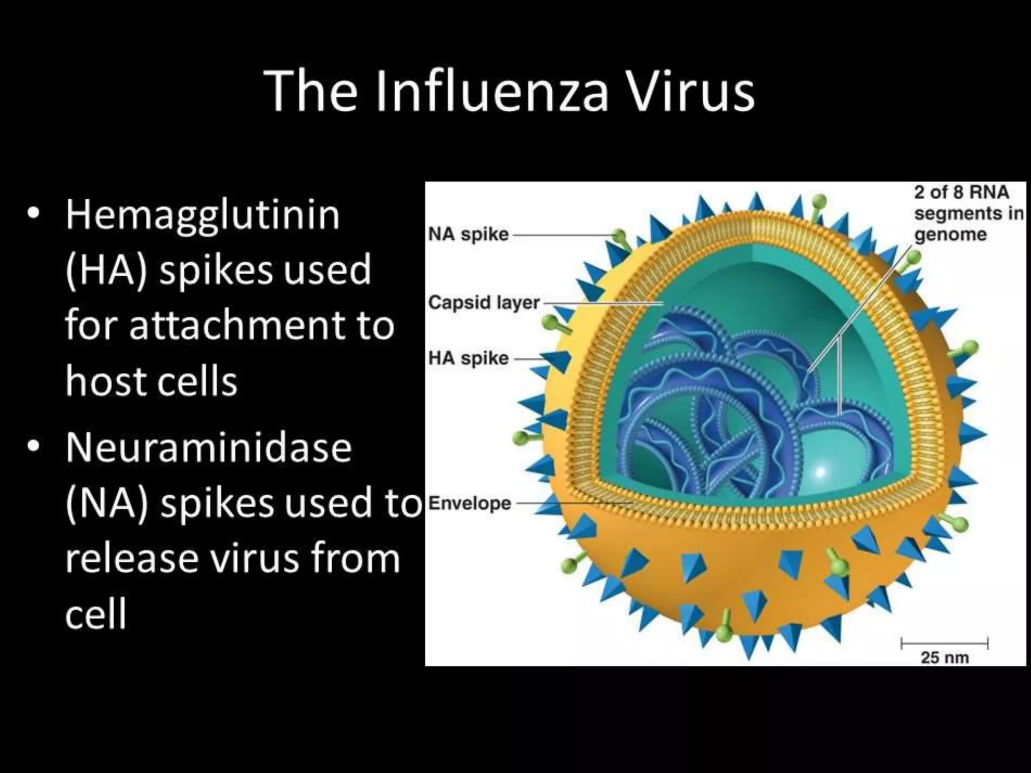 Orthomyxovirus - Morphology and laboratory diagnosis | PPTX