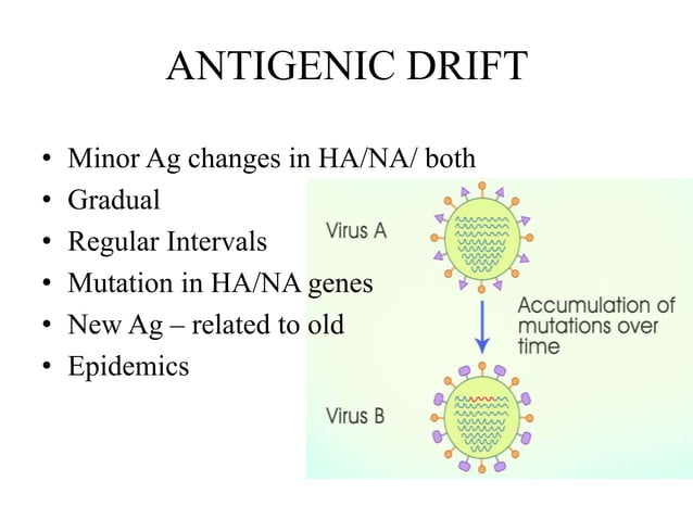 Orthomyxovirus - Morphology and laboratory diagnosis | PPTX