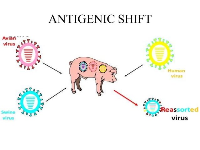 Orthomyxovirus - Morphology and laboratory diagnosis | PPTX