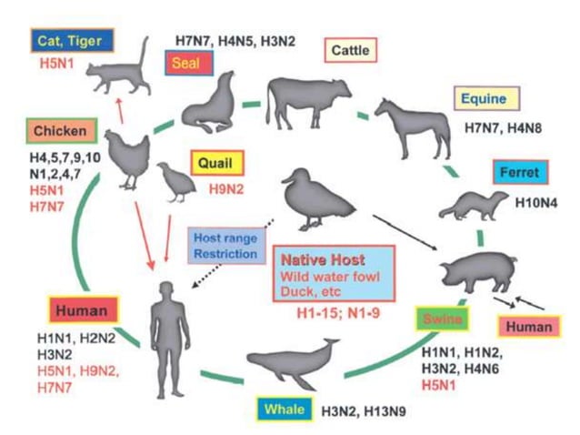 Orthomyxovirus - Morphology and laboratory diagnosis | PPTX