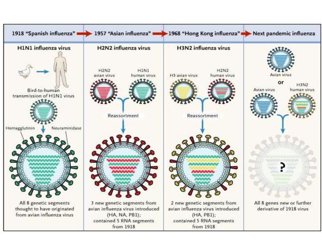Orthomyxovirus - Morphology and laboratory diagnosis | PPTX