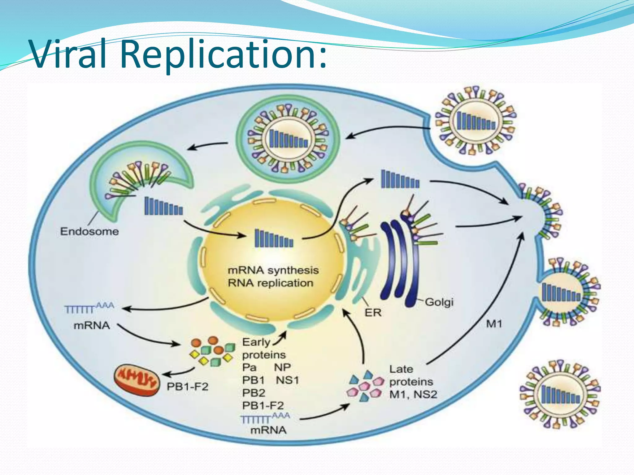 Orthomyxovirus | PPTX
