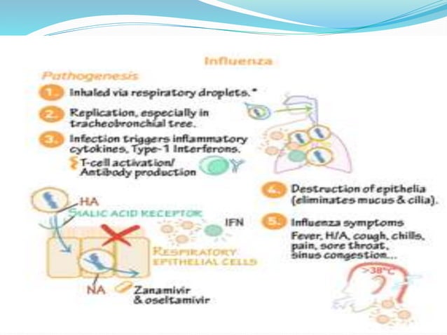 Orthomyxovirus | PPTX