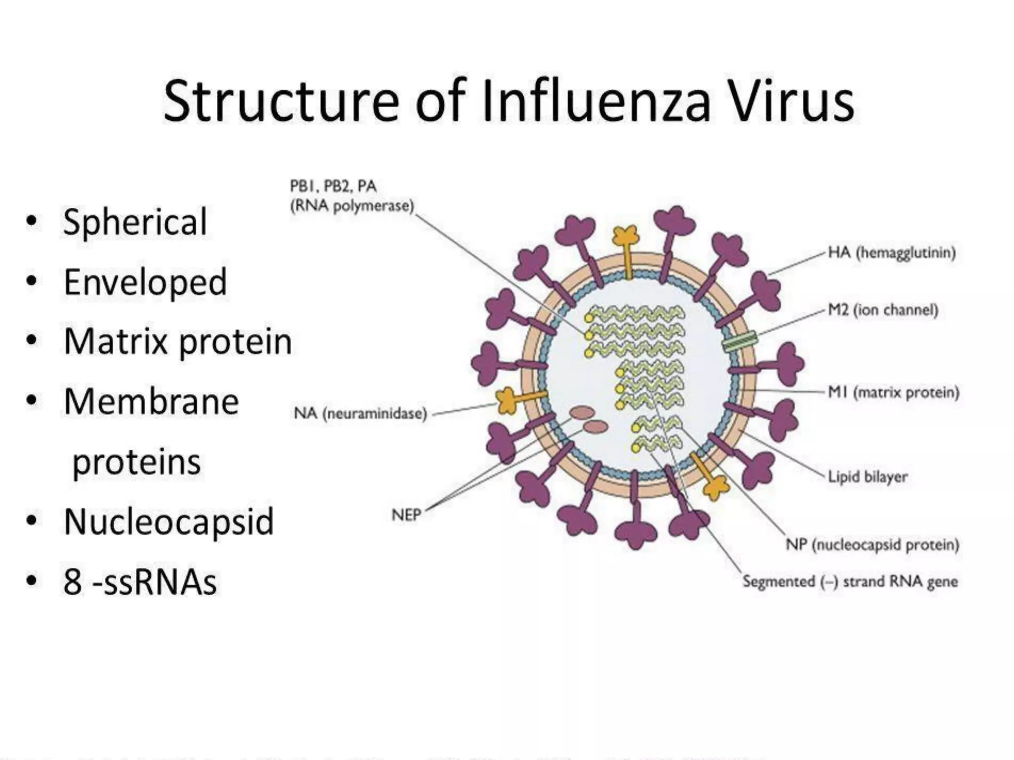 orthomyxovirus slides | PPT