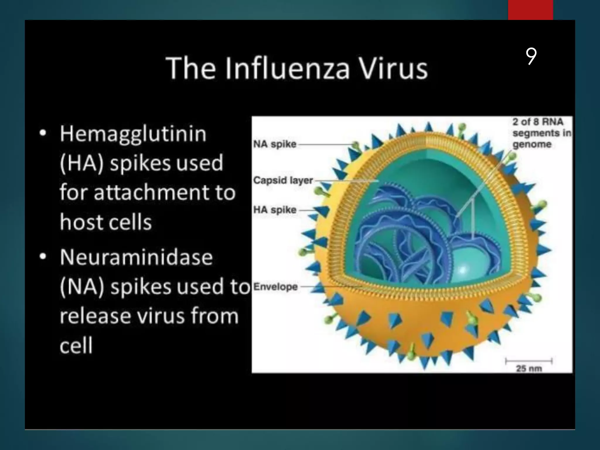 orthomyxovirus slides | PPT