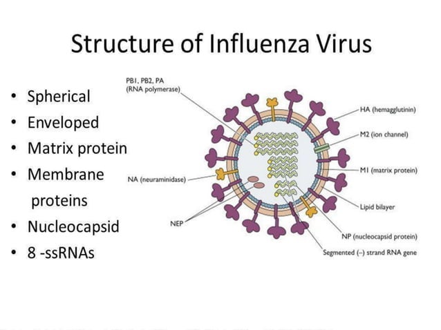 orthomyxovirus slides | PPT