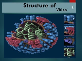 orthomyxovirus slides | PDF