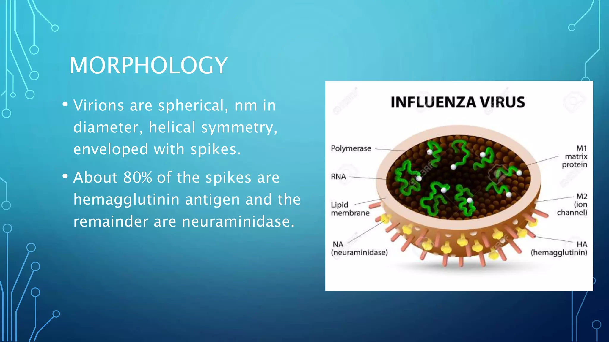 Orthomyxoviruses... | PPTX