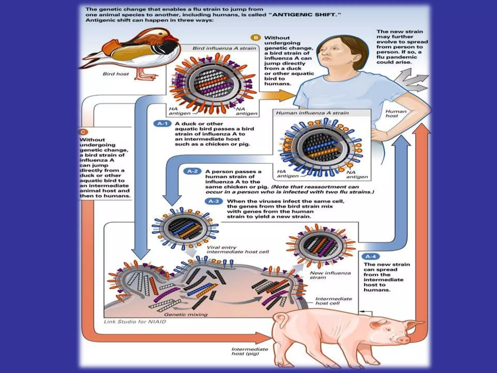 Orthomyxoviruses.ppt
