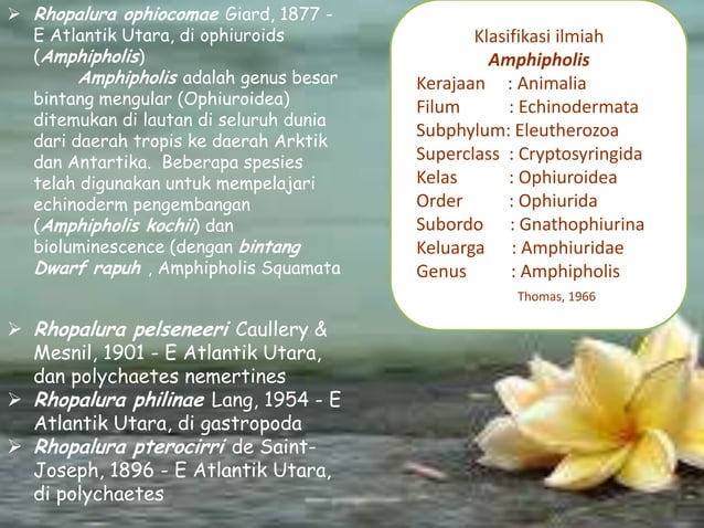 Orthonectida apriliya rohmawati kelas x-2 | PPT
