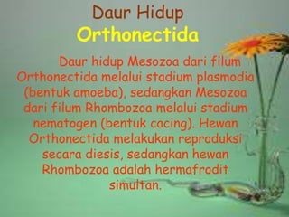 Orthonectida apriliya rohmawati kelas x-2 | PPTX