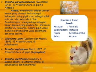 Orthonectida apriliya rohmawati kelas x-2 | PPTX