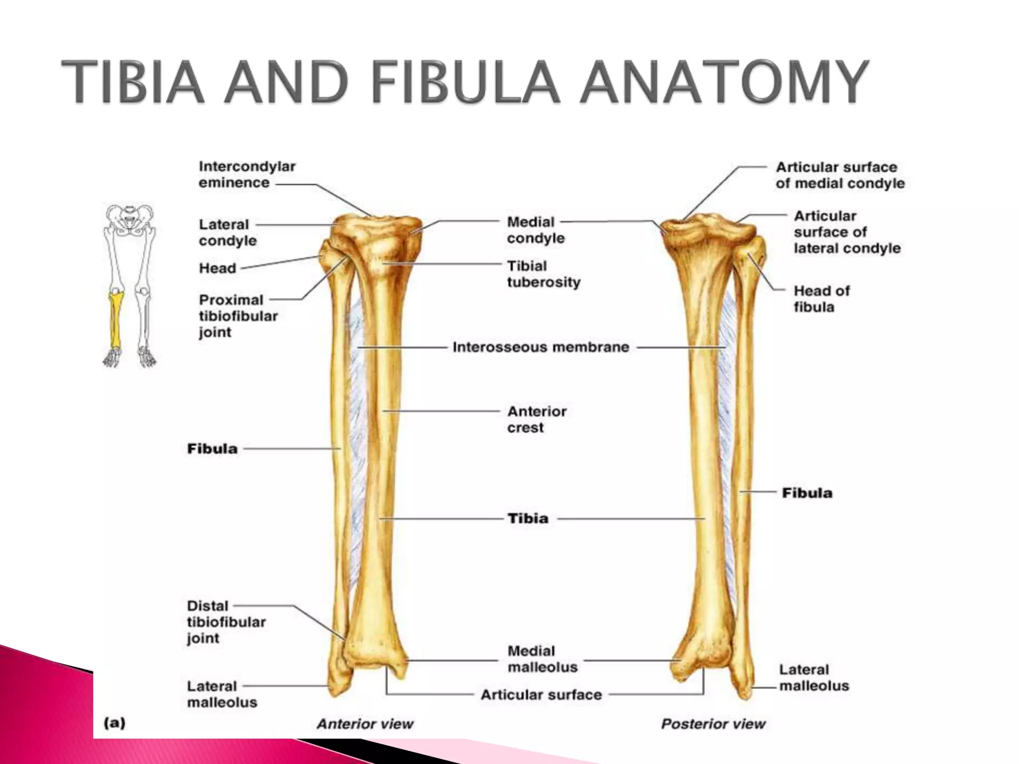Tibia and fibula diaphysis, ankle and foot injuries | PPTX