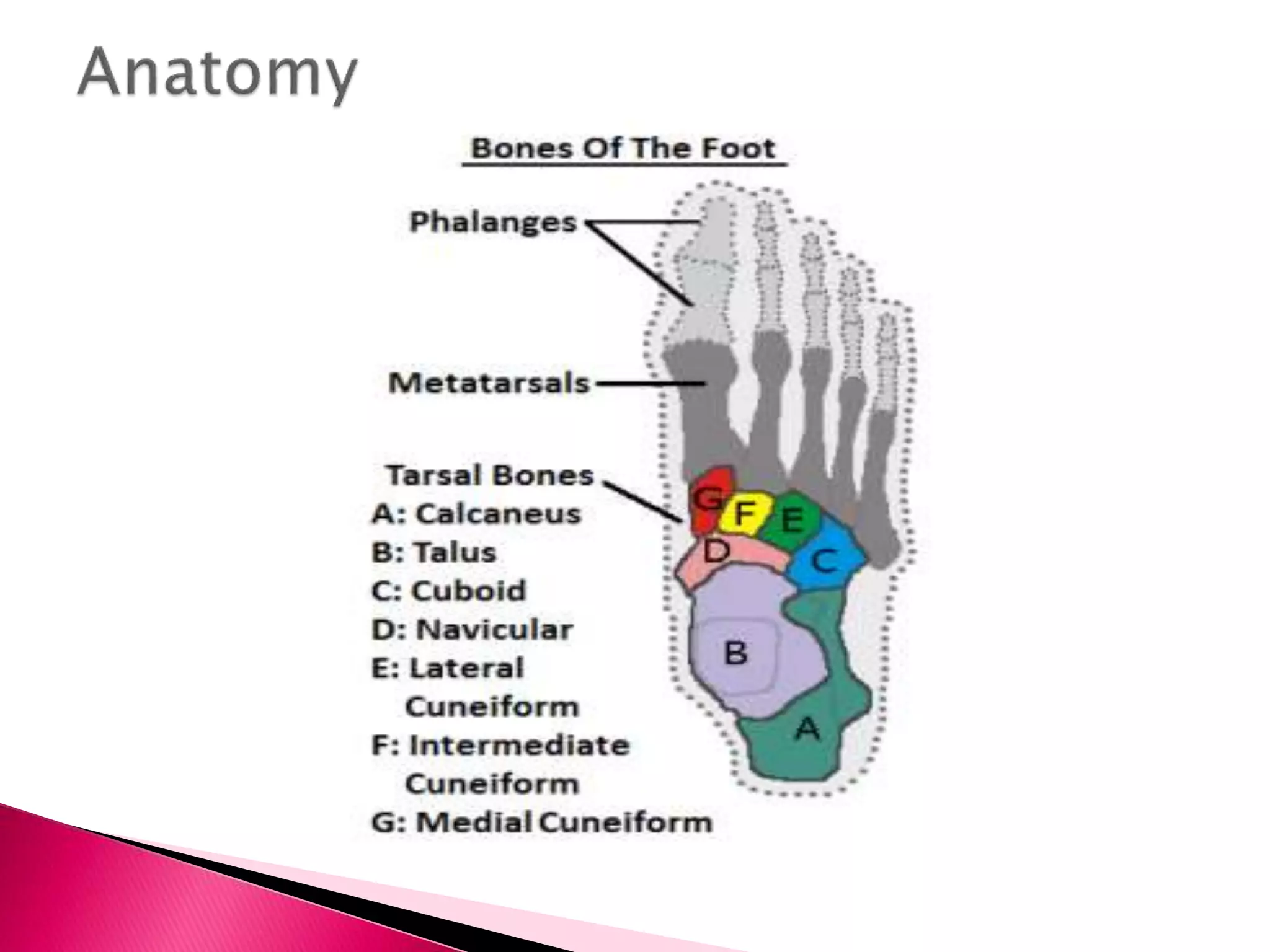 Tibia and fibula diaphysis, ankle and foot injuries | PPTX