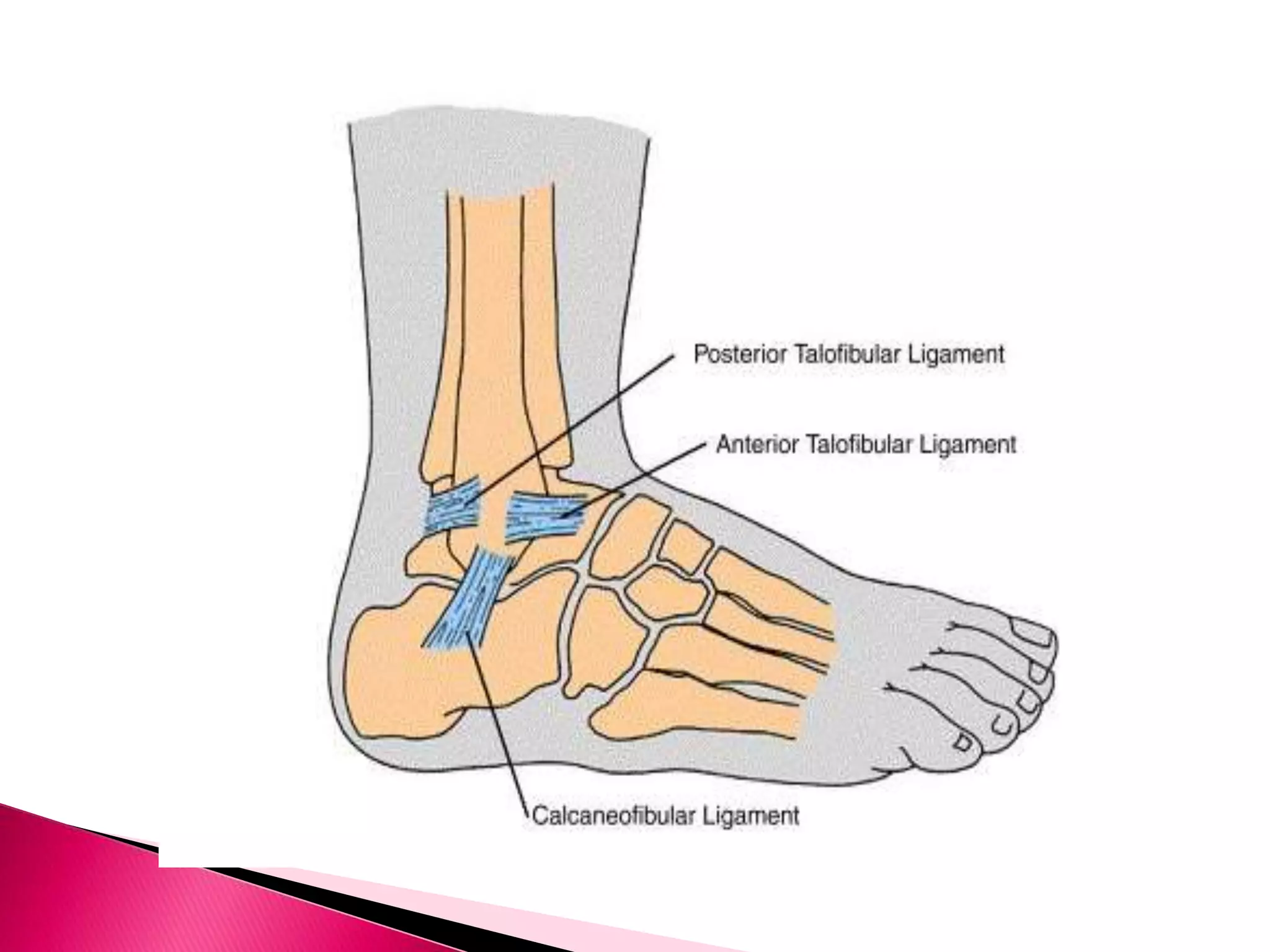 Tibia and fibula diaphysis, ankle and foot injuries | PPTX