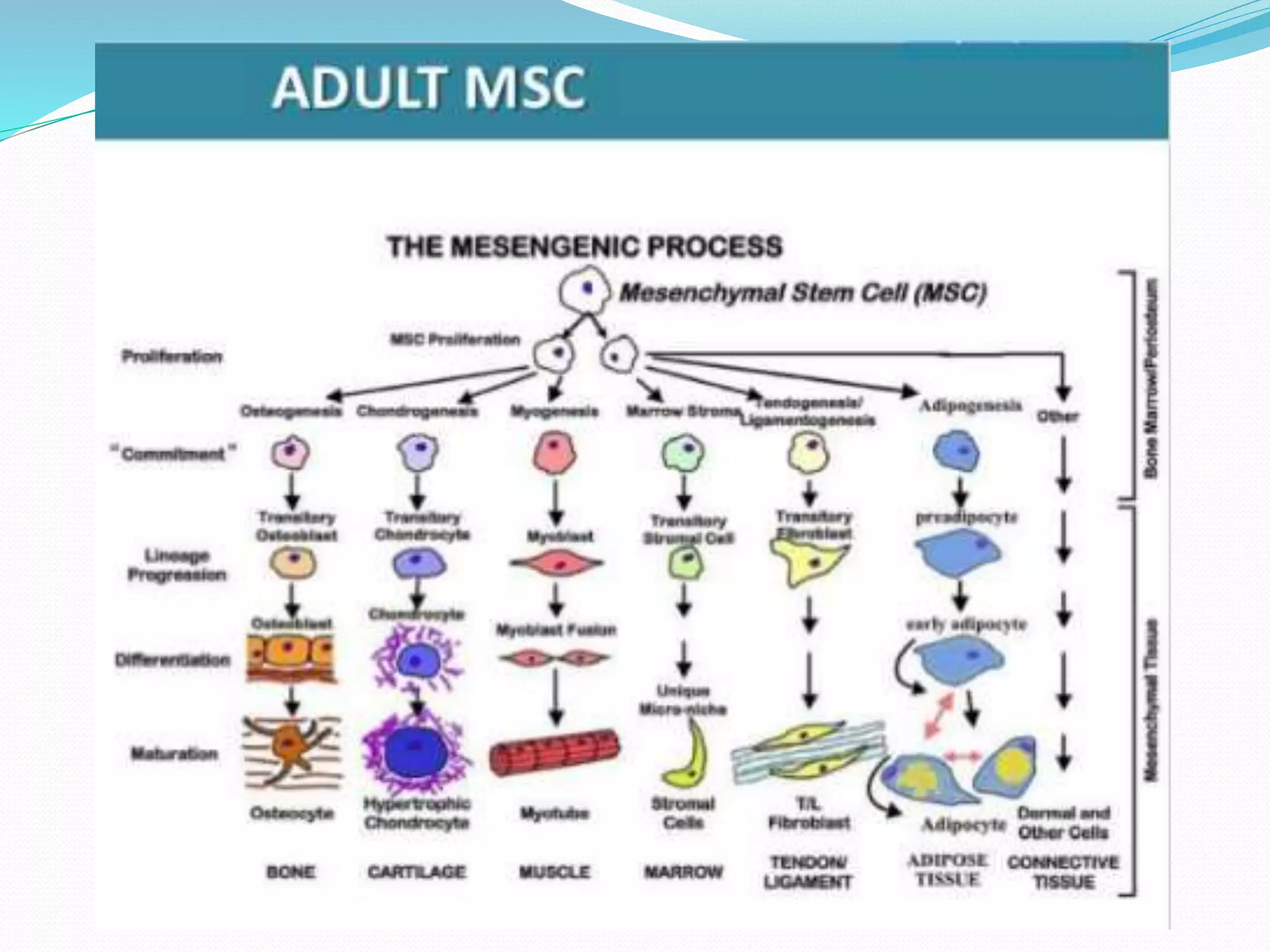Orthopaedic tissue engineering | PPT