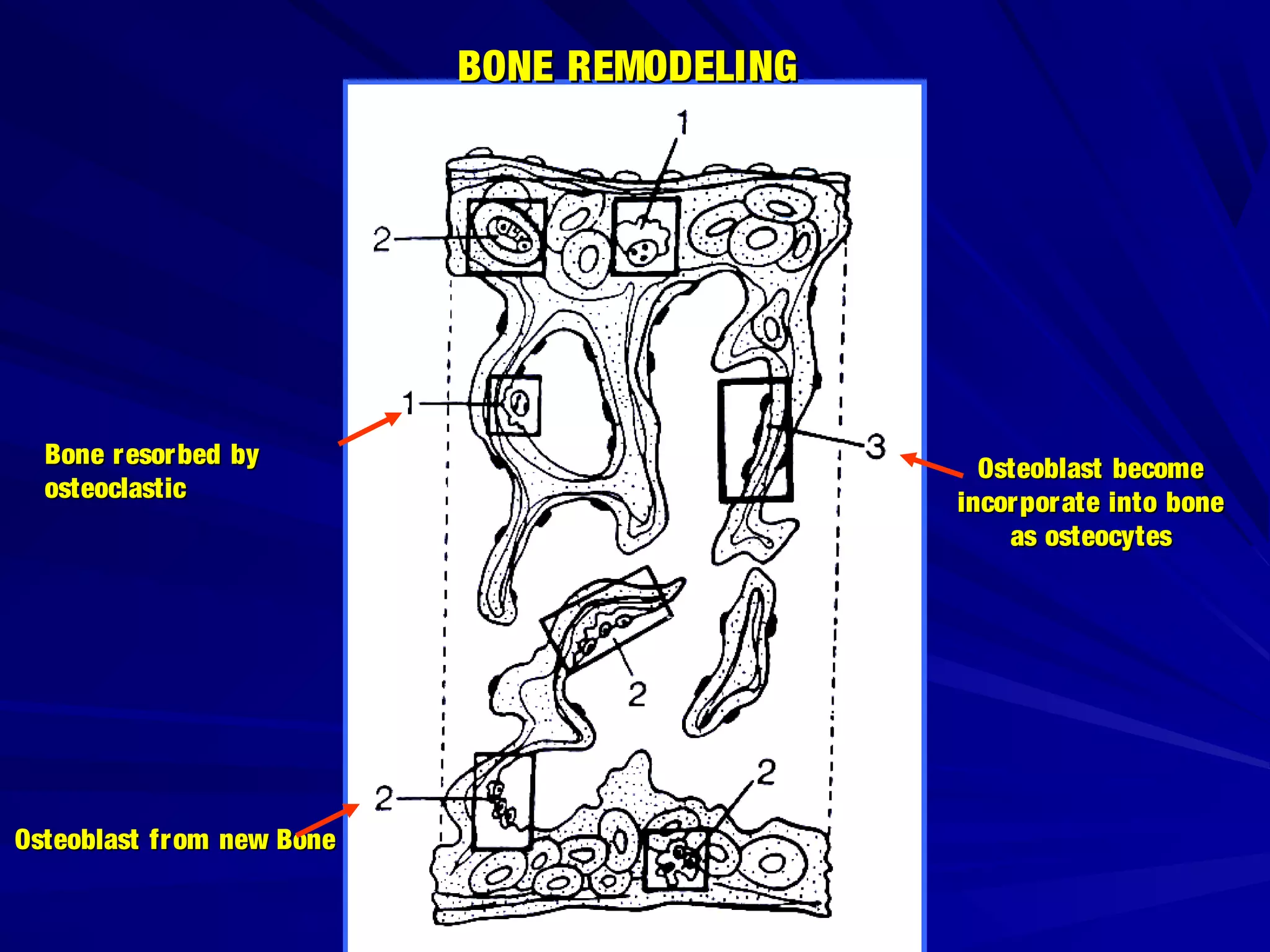 Orthopaedic trauma | PPT