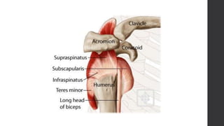 Ant.shoulder dislocation | PPTX