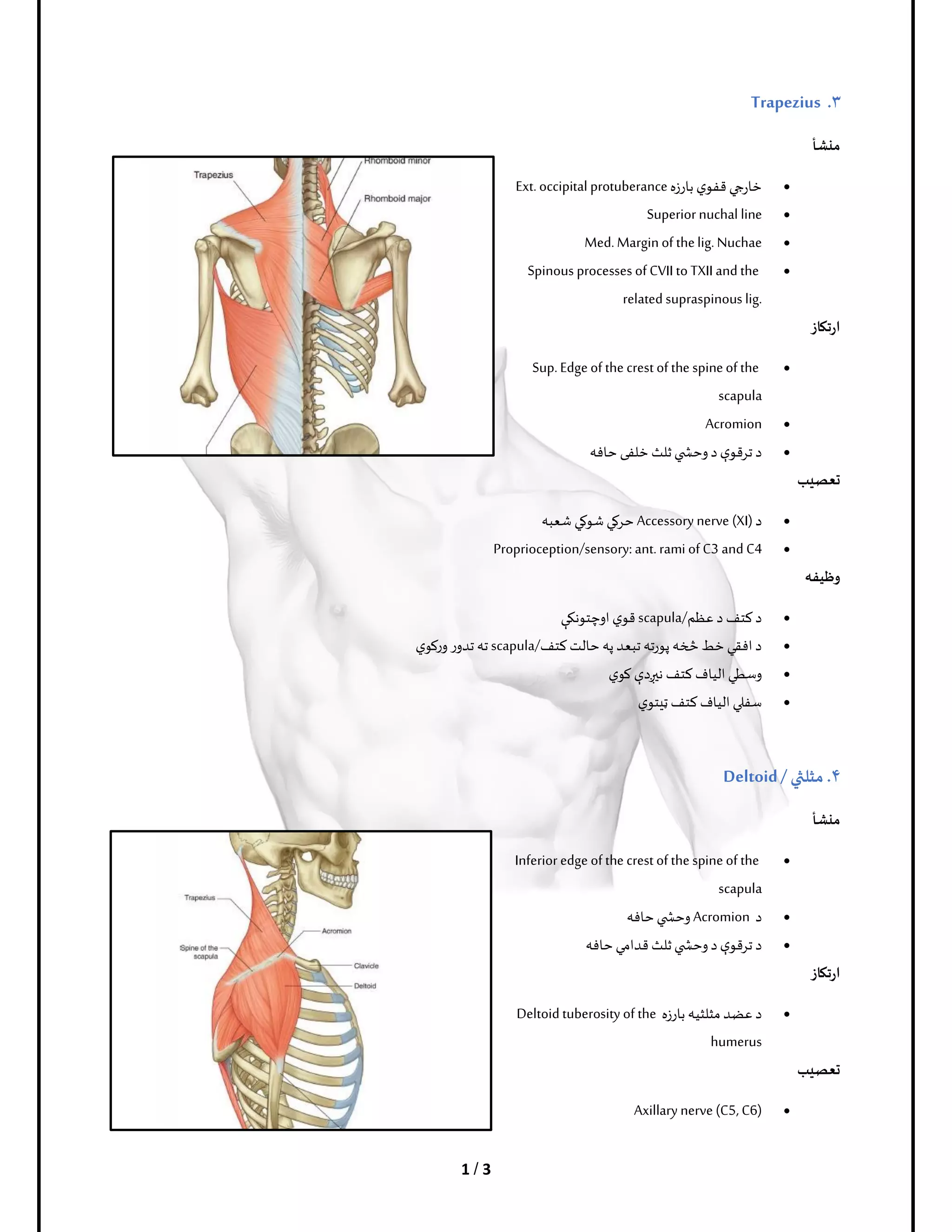 Handout (Orthopedics) muscles of sternum and clavicle by dr. kalimullah ...