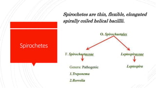 ortho5rudeudrifififjfffjfrjchc yu xtcccicuc | PPT