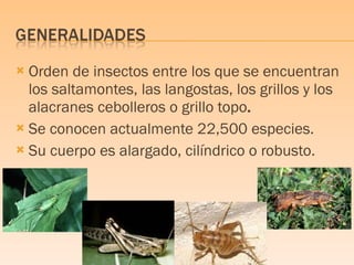 Orthoptera | PPT