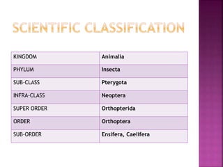 orthoptera-190428124130.pdf