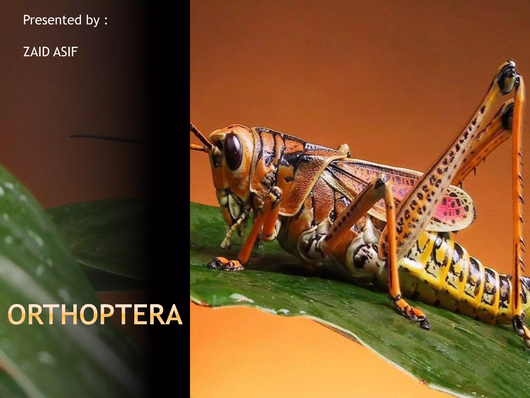 Orthoptera | PPTX