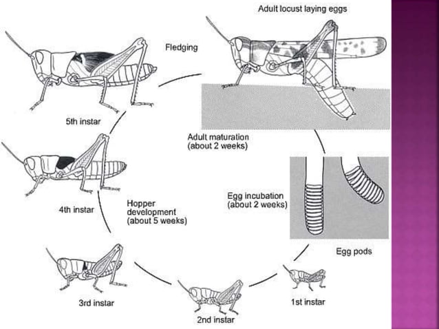 Orthoptera | PPTX | Cricket | Sports