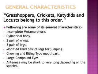 Orthoptera | PPTX