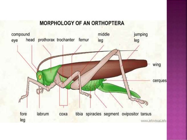 Orthoptera