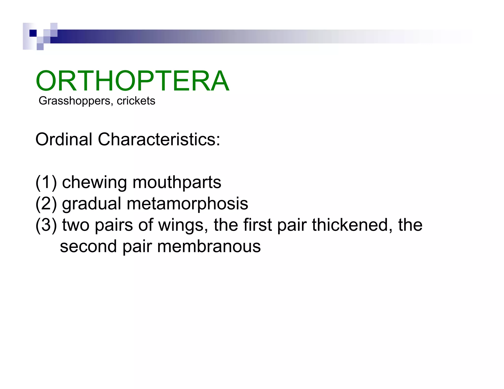 orthoptera.pdf