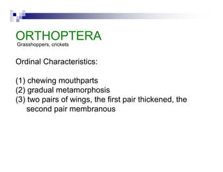orthoptera.pdf