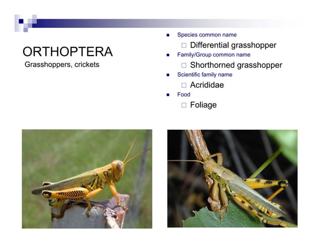 orthoptera.pdf | Cricket | Sports