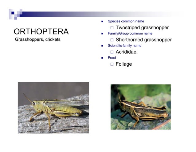orthoptera.pdf | Cricket | Sports
