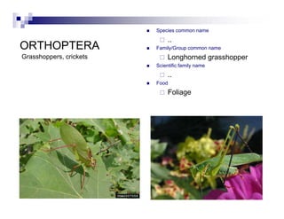 orthoptera.pdf