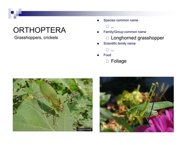 orthoptera.pdf | Cricket | Sports