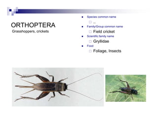 orthoptera.pdf