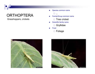 orthoptera.pdf