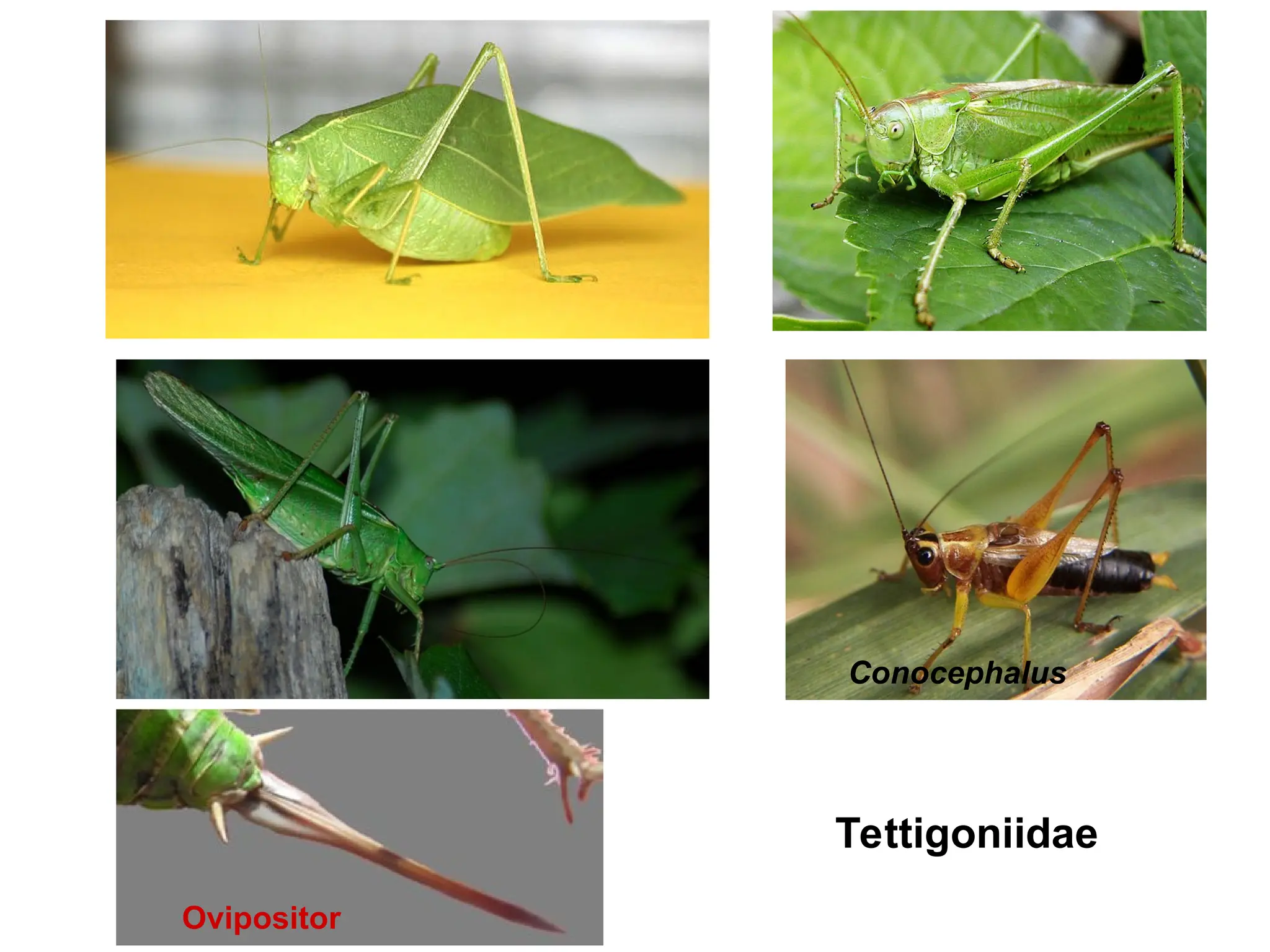 OrthopteraAntennae with well over 30 segments, about as long | PPT