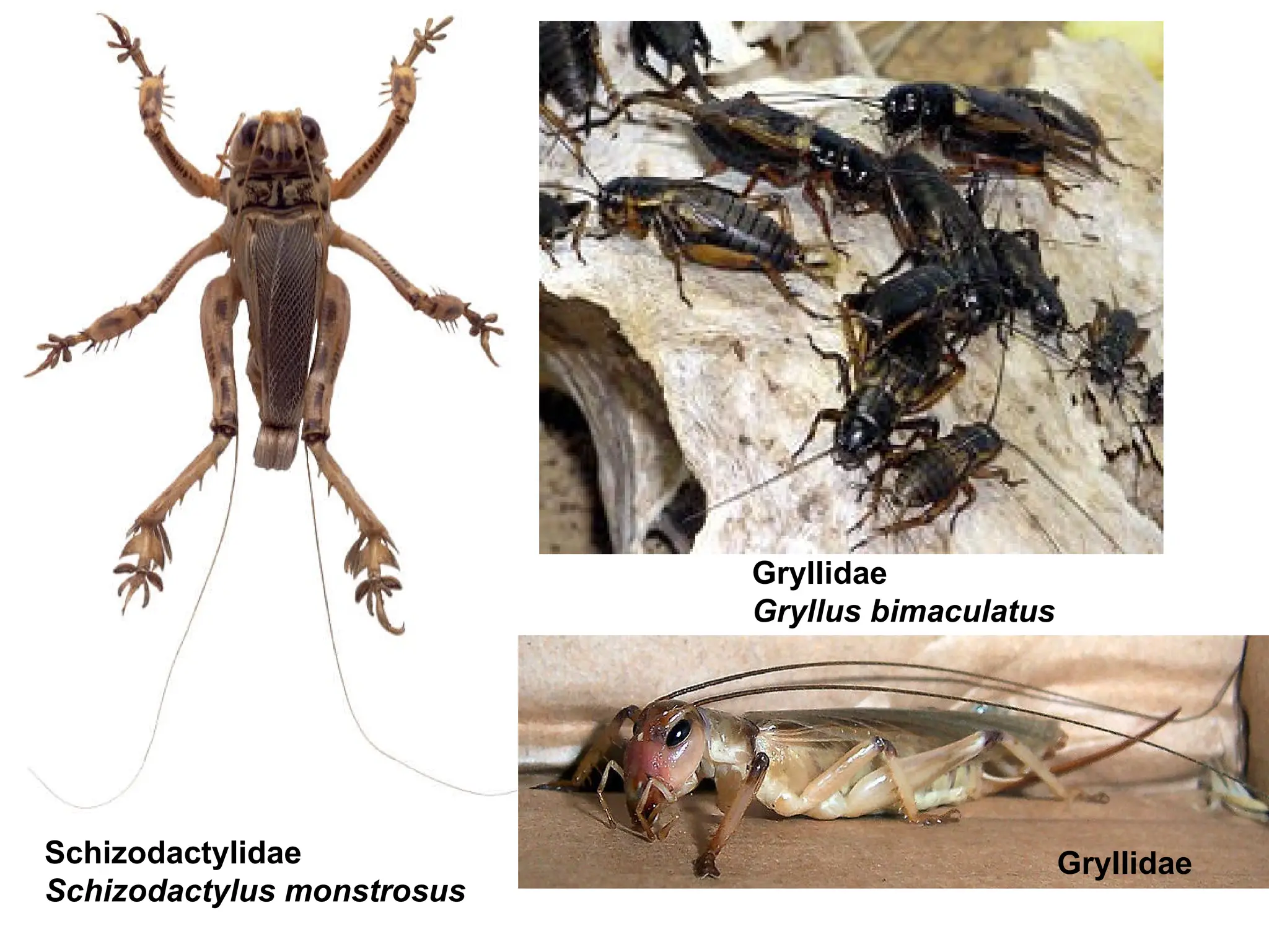 OrthopteraAntennae with well over 30 segments, about as long | PPT