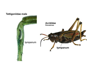 OrthopteraAntennae with well over 30 segments, about as long | PPT