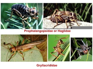 OrthopteraAntennae with well over 30 segments, about as long | PPT