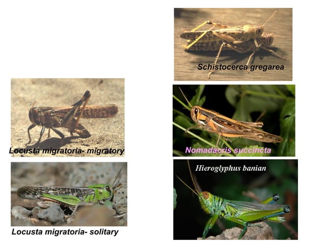 OrthopteraAntennae with well over 30 segments, about as long | PPT