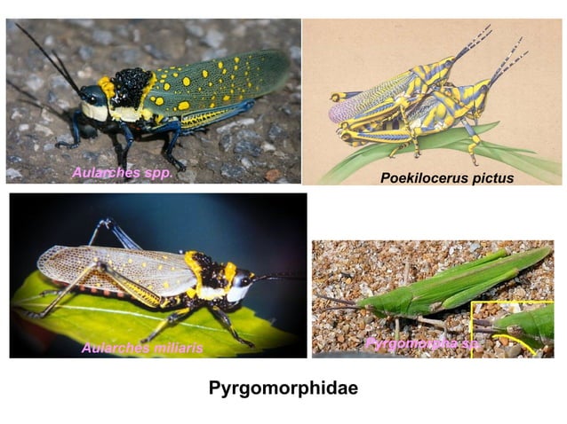 OrthopteraAntennae with well over 30 segments, about as long | PPT