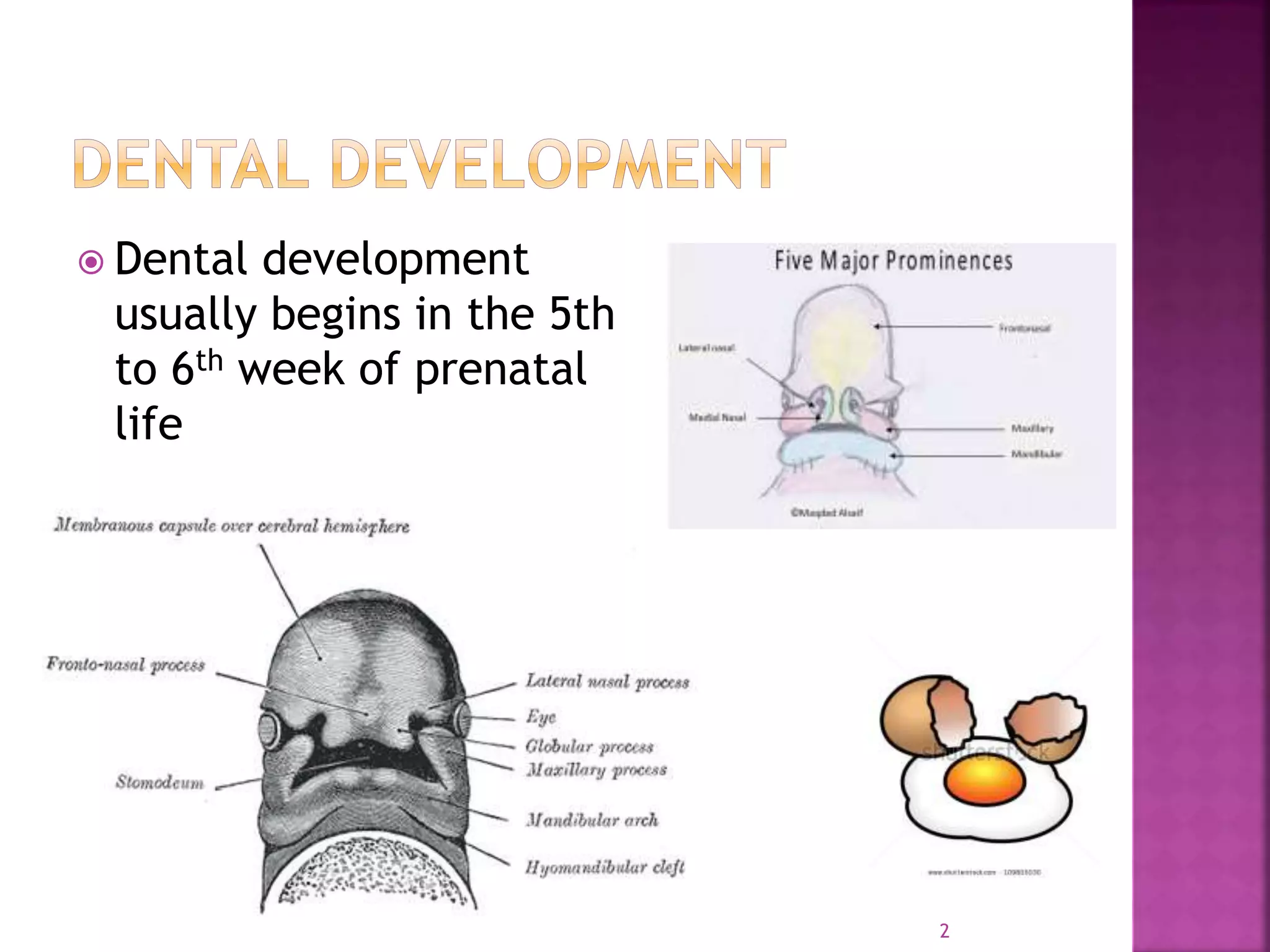 Development of the dentition | PPTX