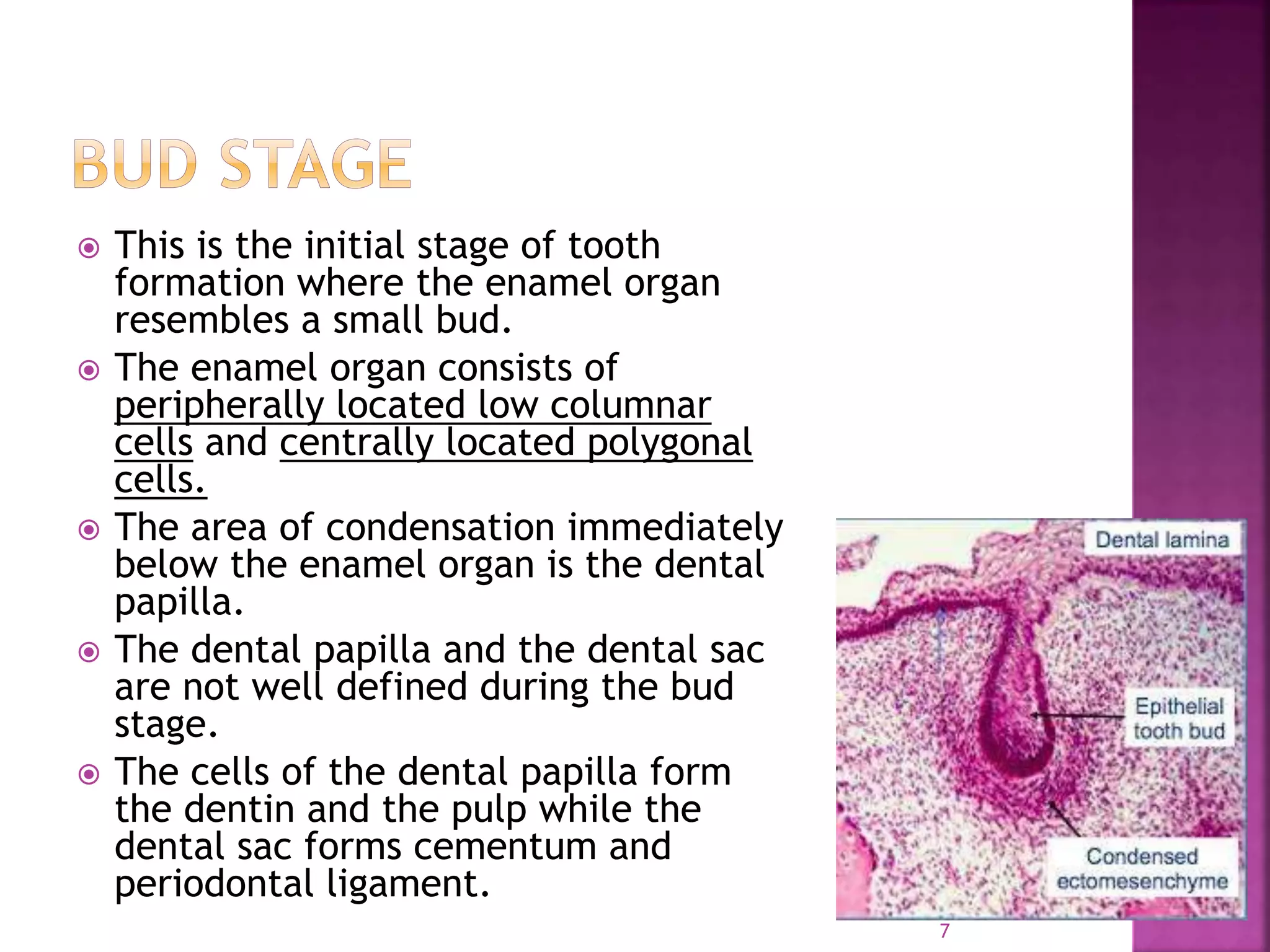 Development of the dentition | PPTX