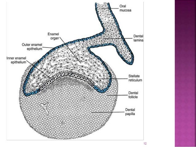 Development of the dentition