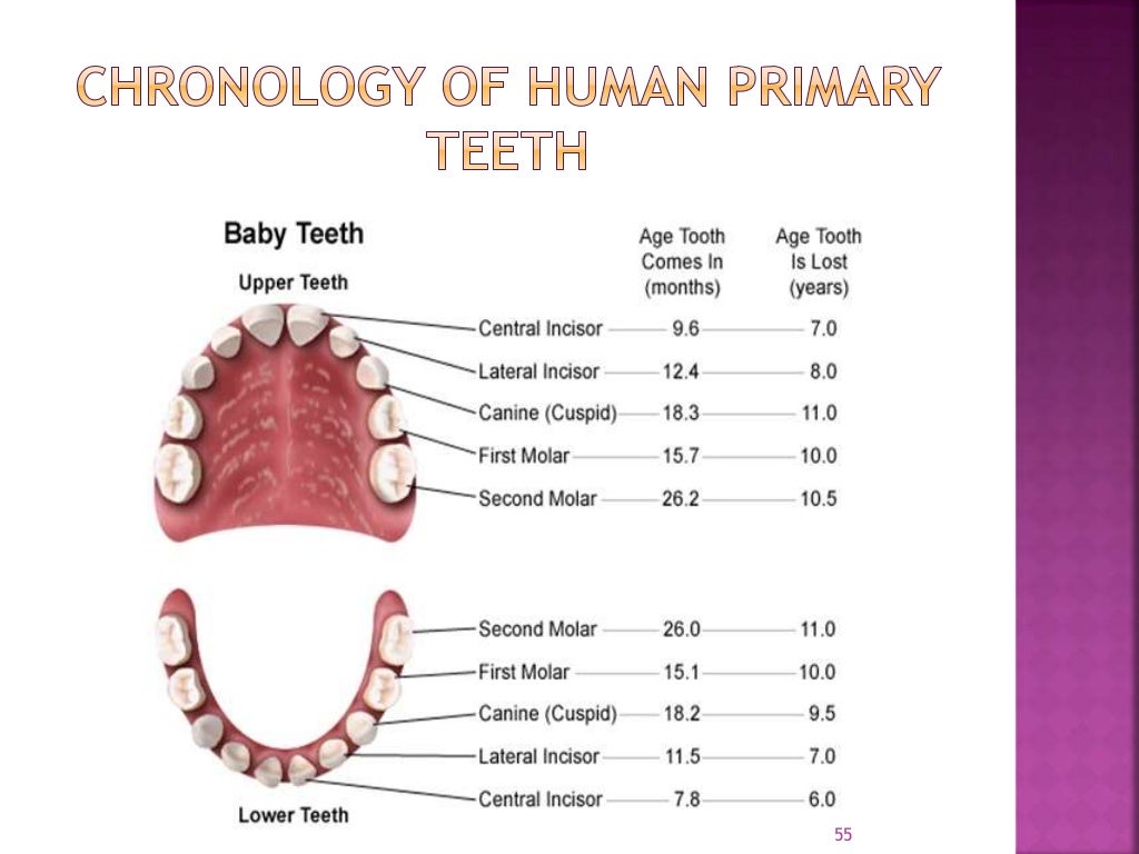 Development of the dentition