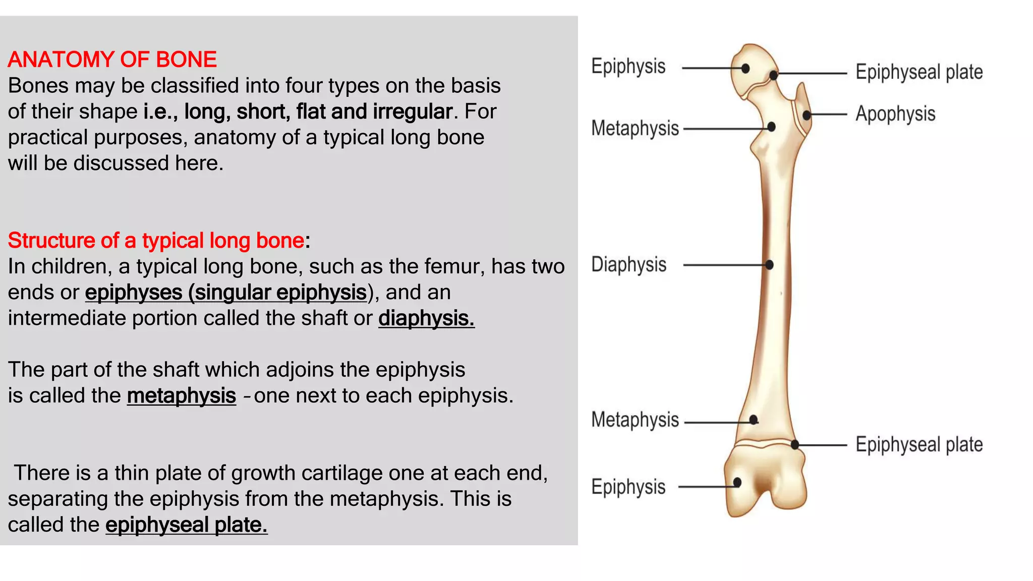 Anatomy of bone, General orthopedics and fracture healing | PPTX