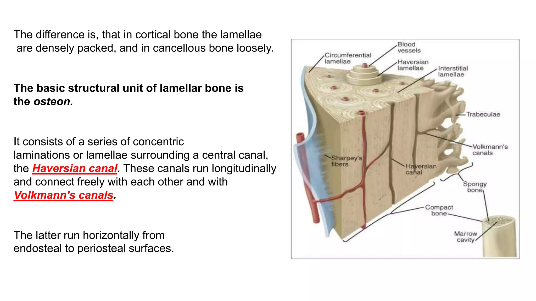 Anatomy of bone, General orthopedics and fracture healing | PPTX